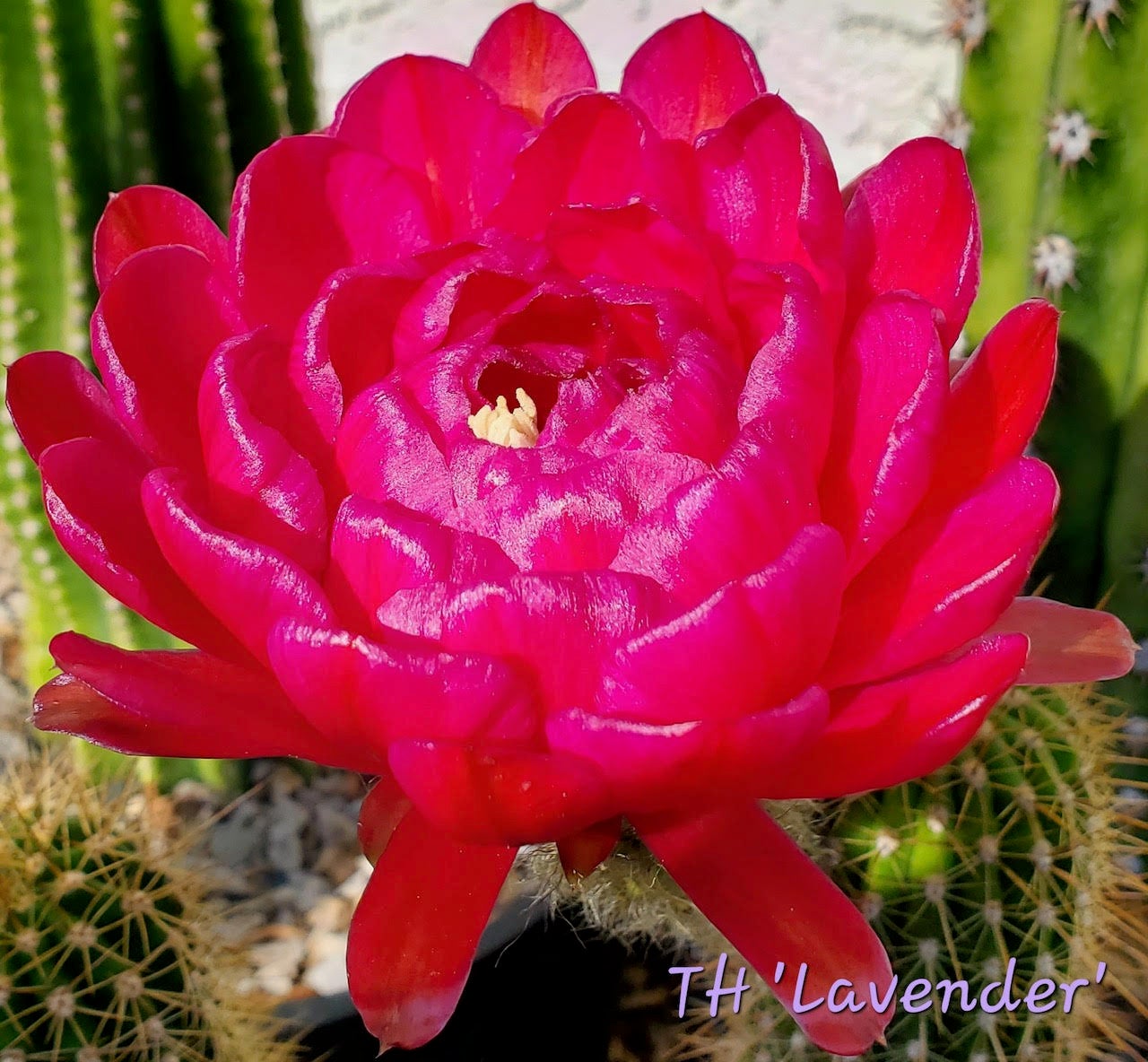 Trichocereus hybrid 'Lavender' | Arizona Cactus Sales