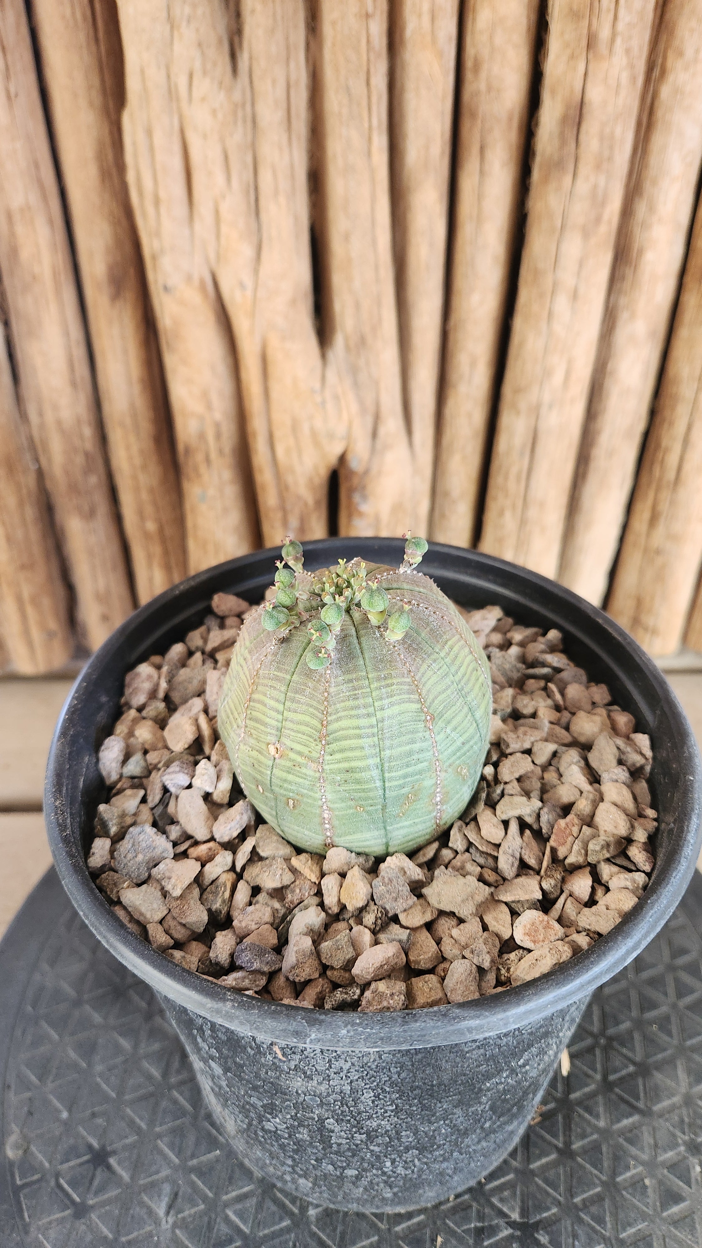 Euphorbia obesa | Arizona Cactus Sales
