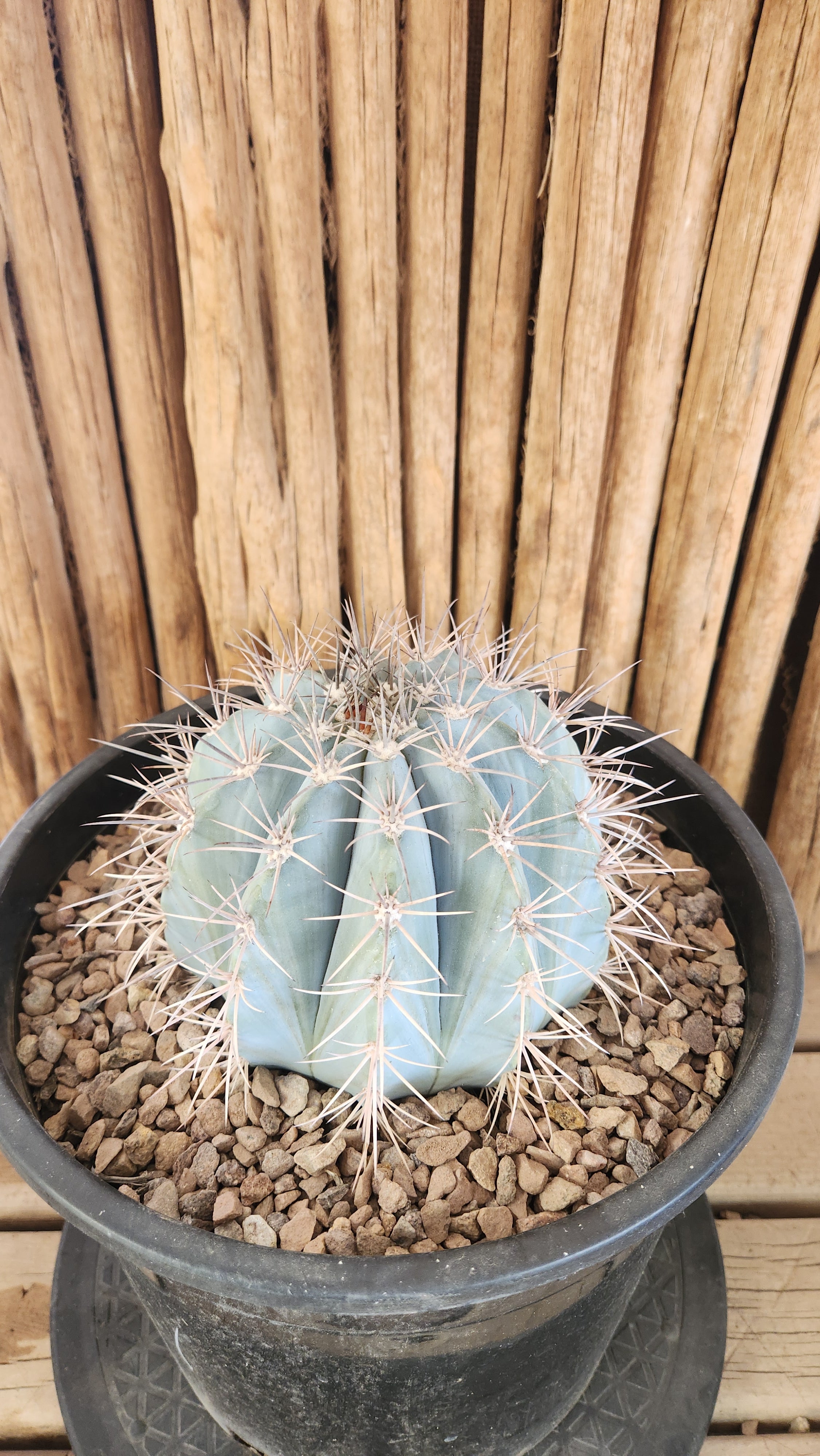 Melocactus azureus | Arizona Cactus Sales