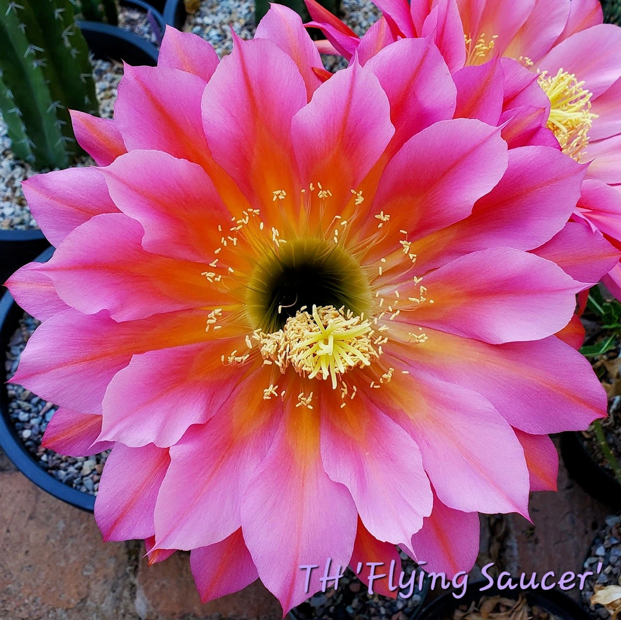Trichocereus hybrid 'Flying Saucer' | Arizona Cactus Sales