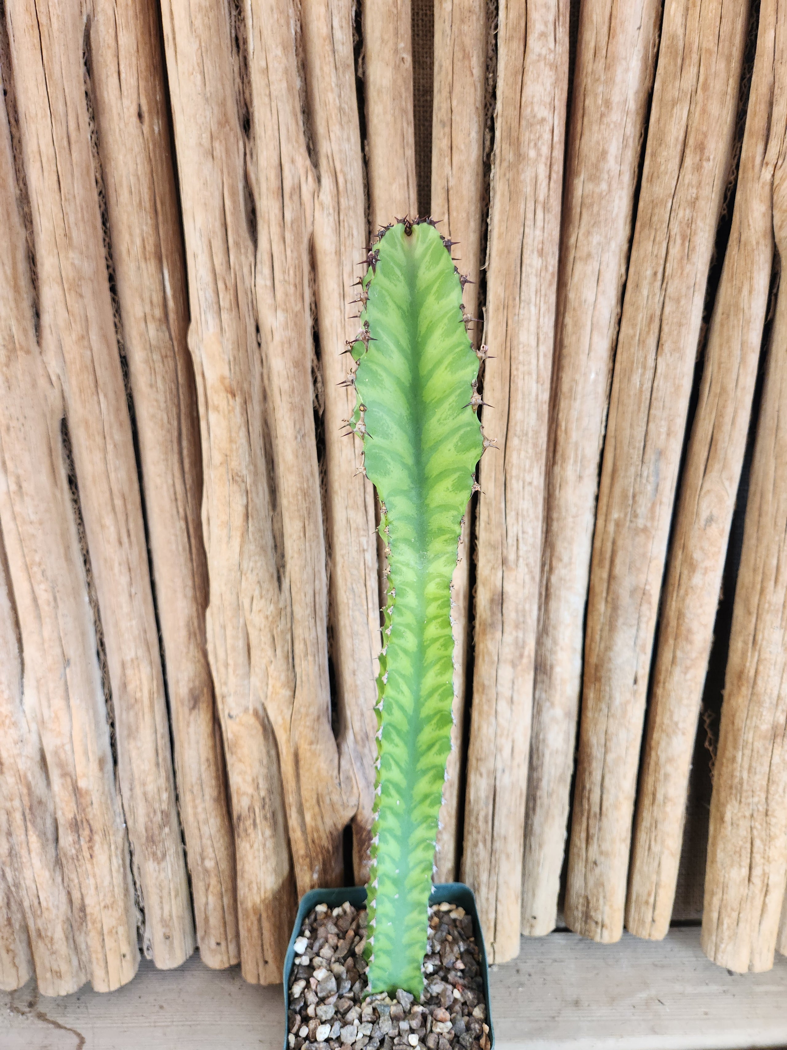 Euphorbia species aff. Watuzi | Arizona Cactus Sales | Buy Now | Arizona Cactus Sales