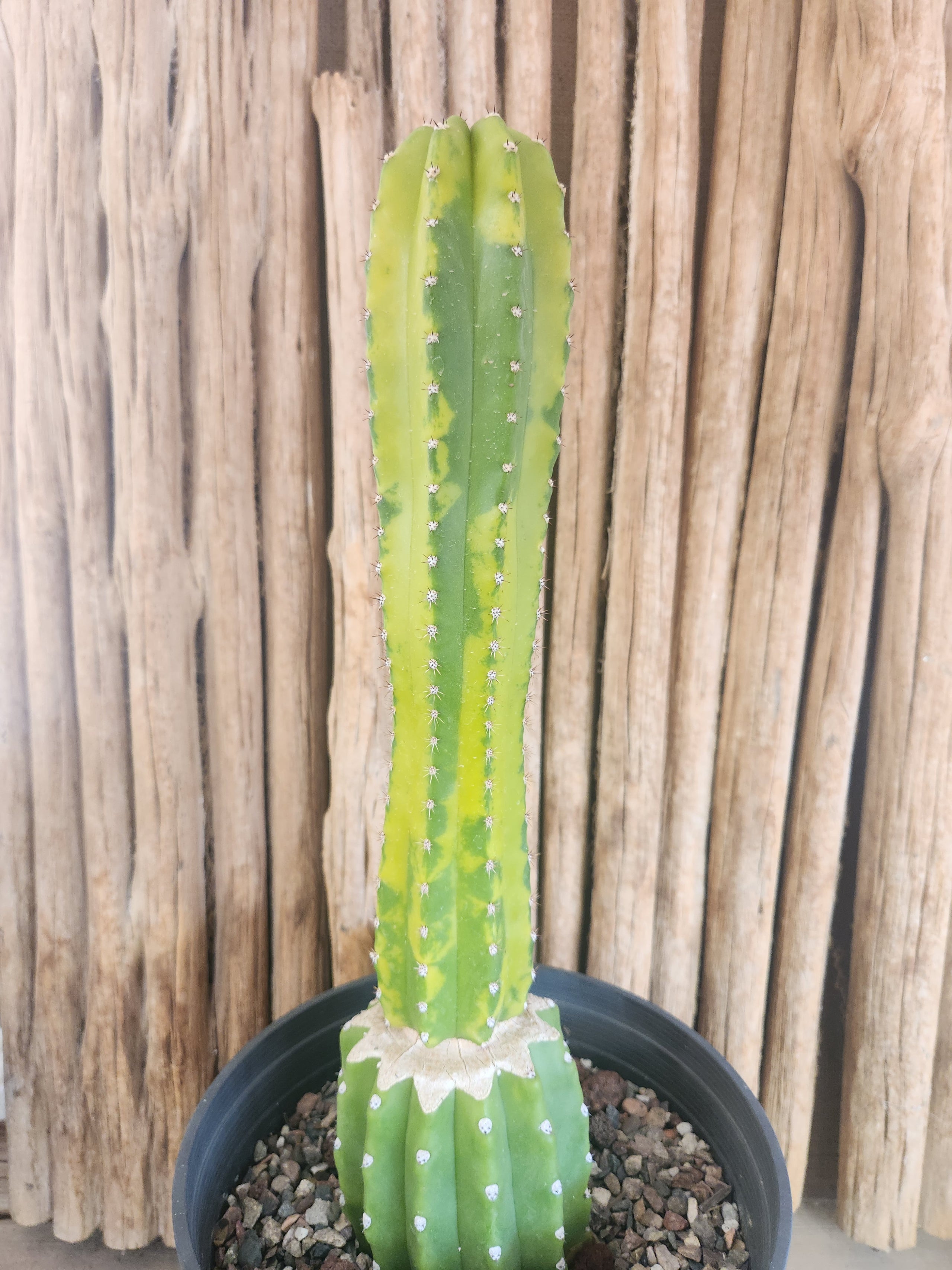 Trichocereus Bach's Scop Variegated (Grafted) | Arizona Cactus Sales ...