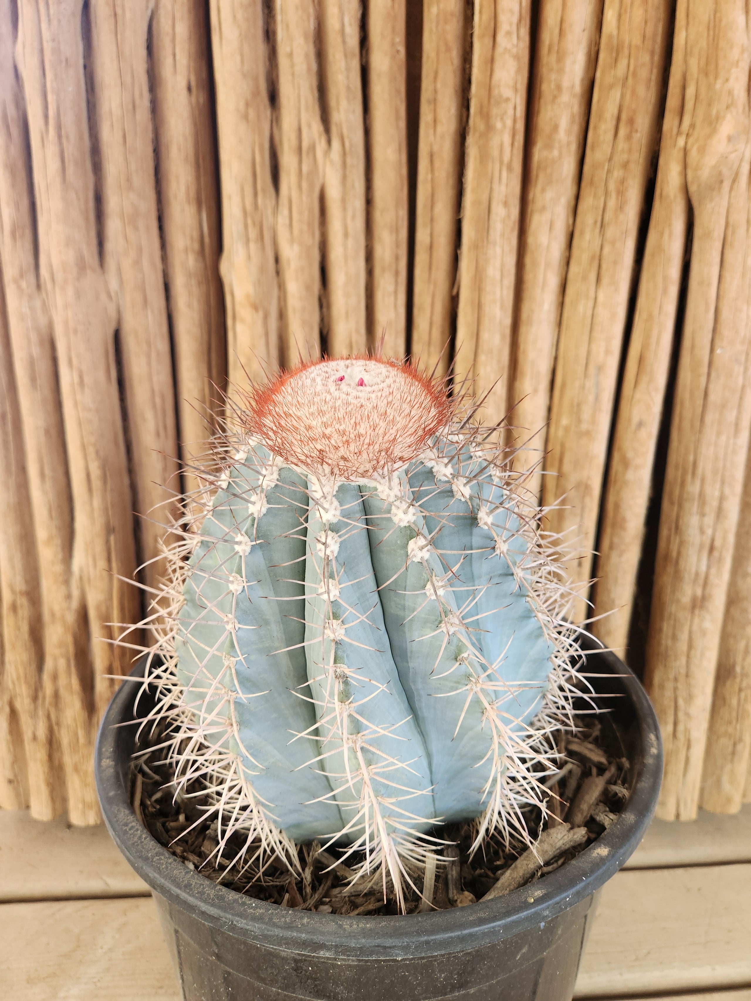 Melocactus azureus - SPECIMEN #2 | Arizona Cactus Sales
