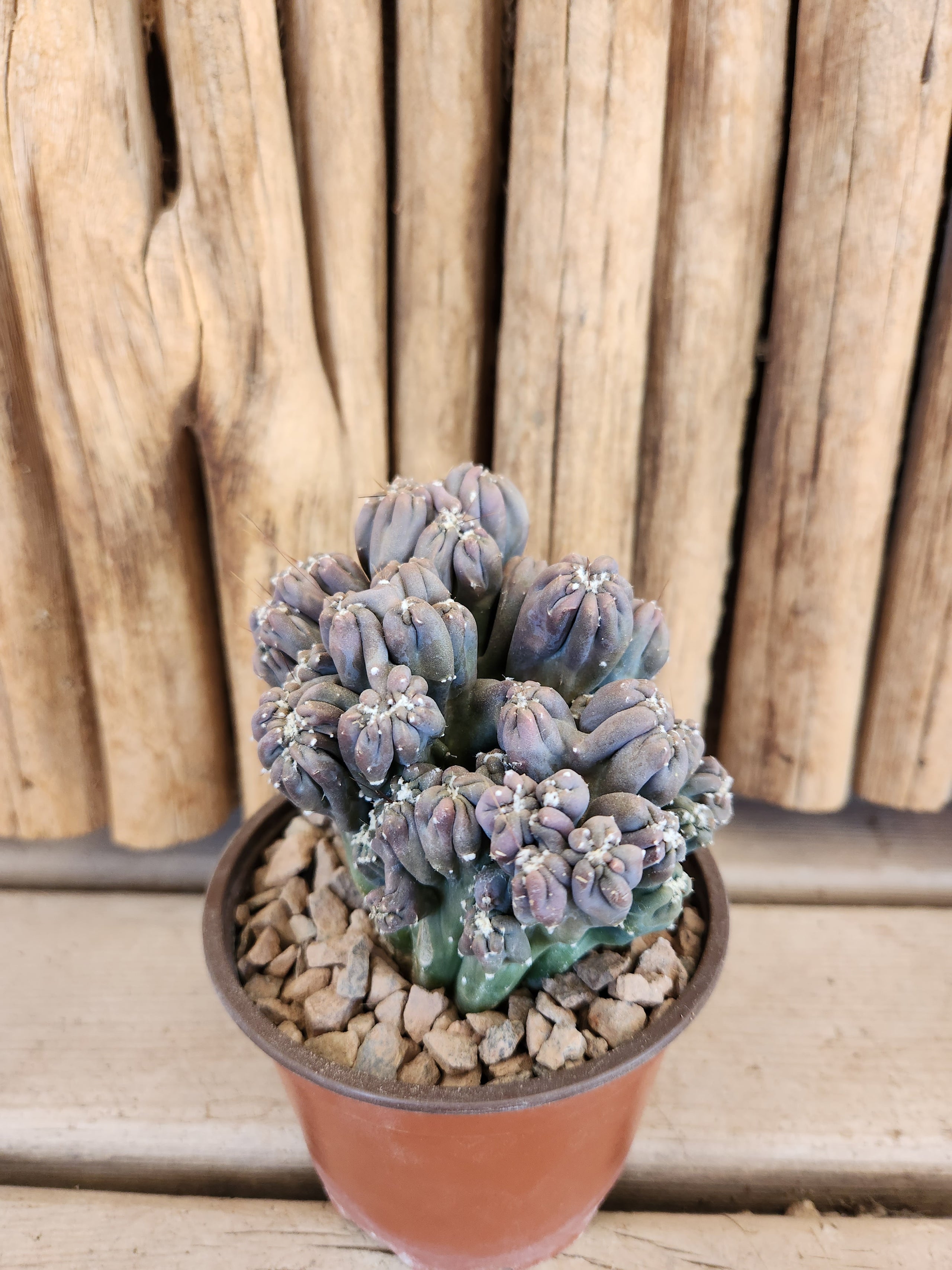 Cereus forbesii monstrose Ming Thing | Arizona Cactus Sales